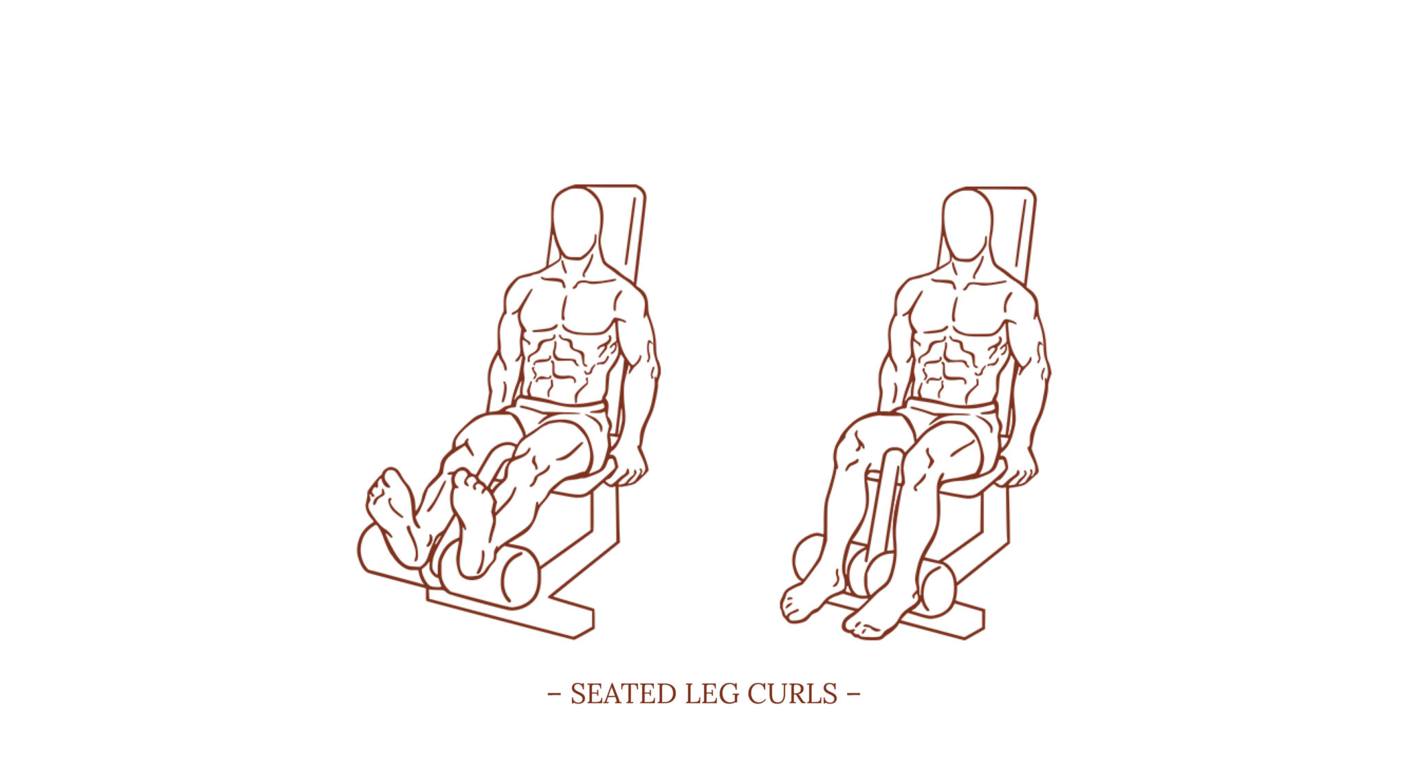 Seated-Leg-Curls-Illustration - Michael Loehr