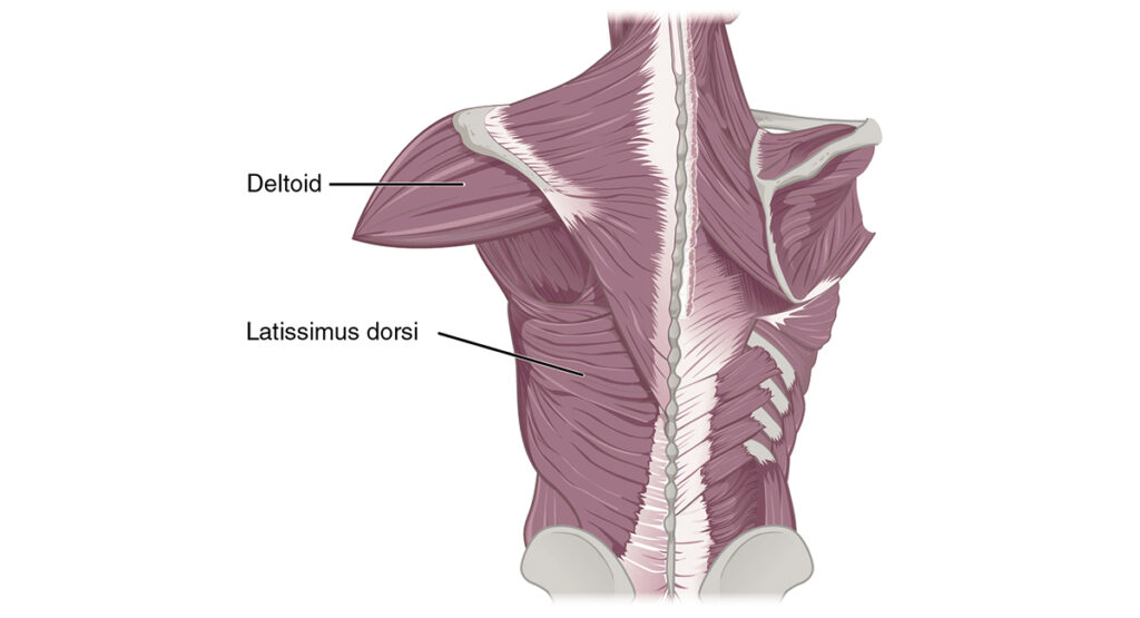 1119_Muscles_that_Move_the_Humerus_b - Michael Loehr