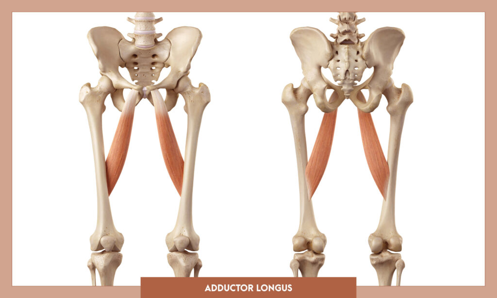 MusclesLowerLimb_AdductorLongus - Michael Loehr