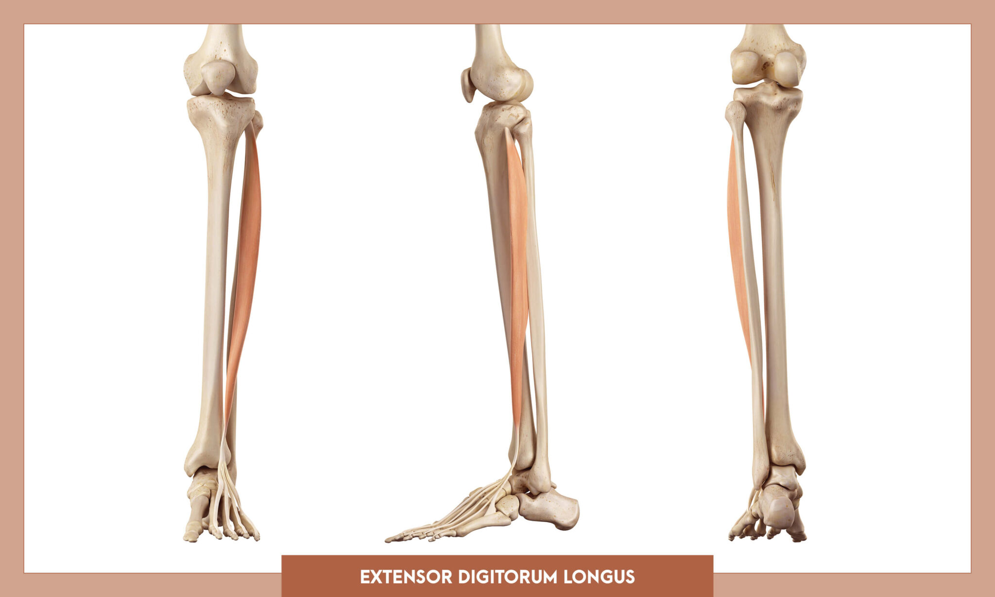 MusclesLowerLimb_ExtensorDigitorumLongus - Michael Loehr
