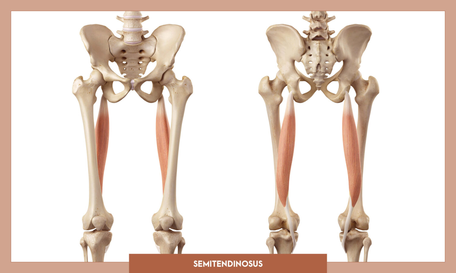 MusclesLowerLimb_Semitendinosus - Michael Loehr
