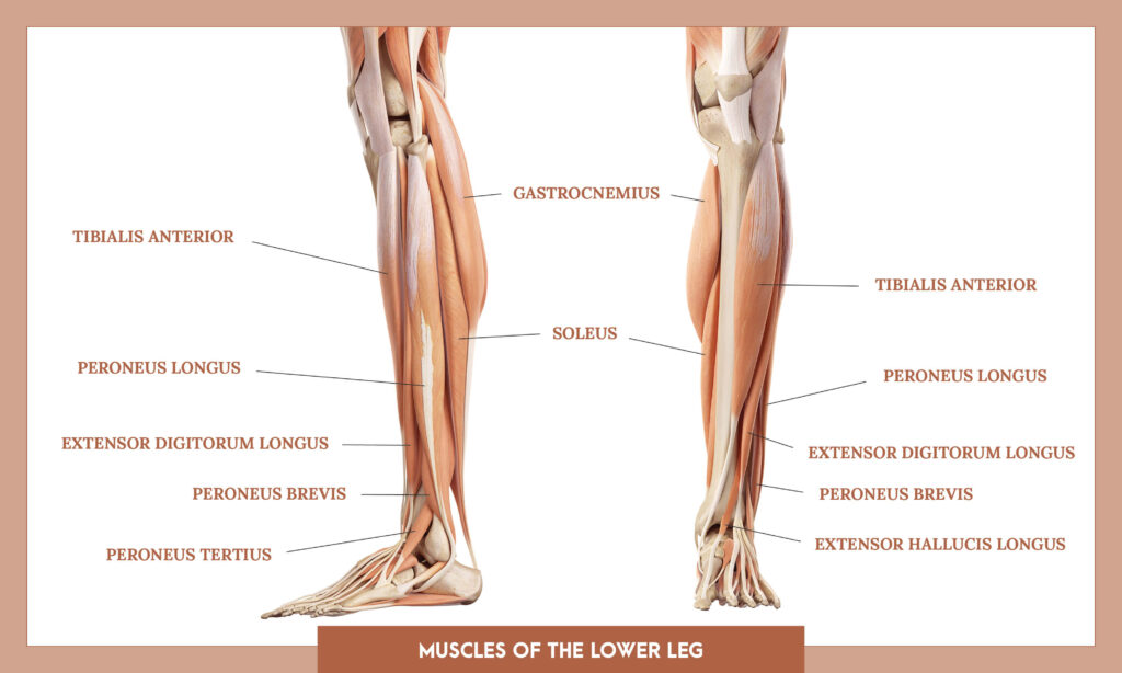 Overview_LowerLegs01 - Michael Loehr