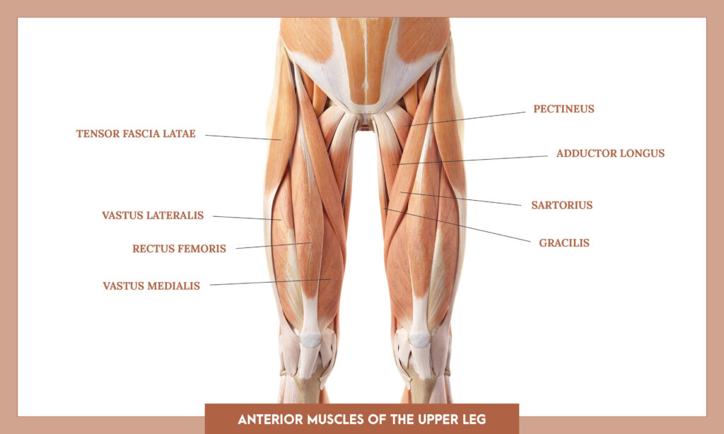 Overview_UpperLegs_Anterior_V2 - Michael Loehr